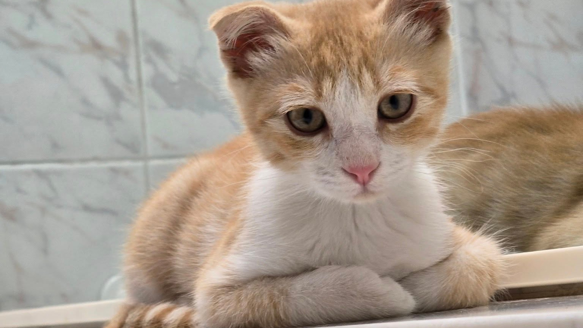 B365 - FOTO | Toruk, un pisoi salvat dintr-o ghenă de gunoi, caută ...